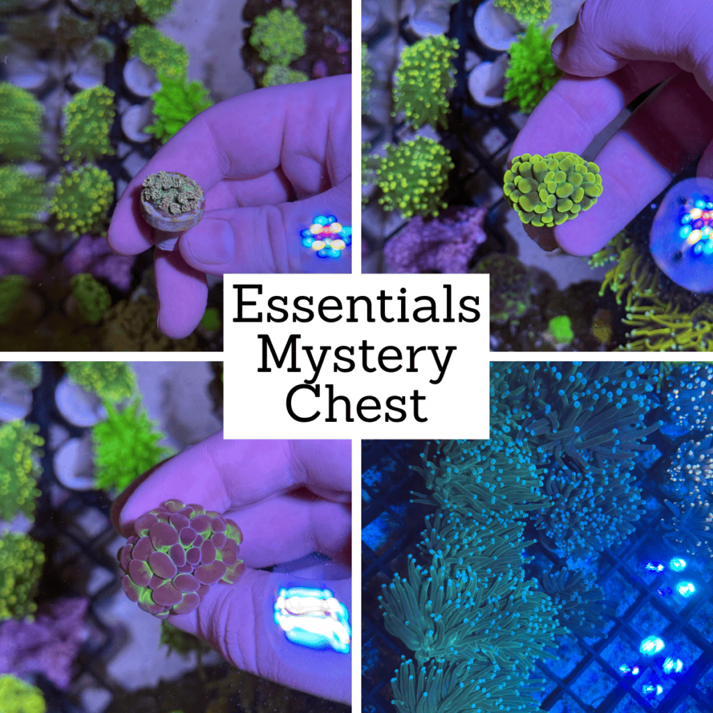 Essentials Mystery Chest - CoralVault